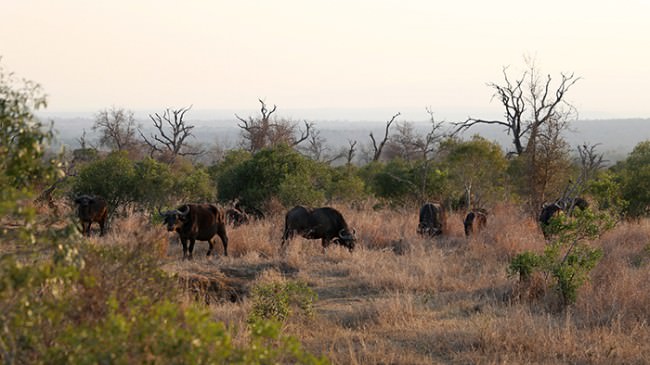33 Wildlife Photos of Swaziland - David's Been Here