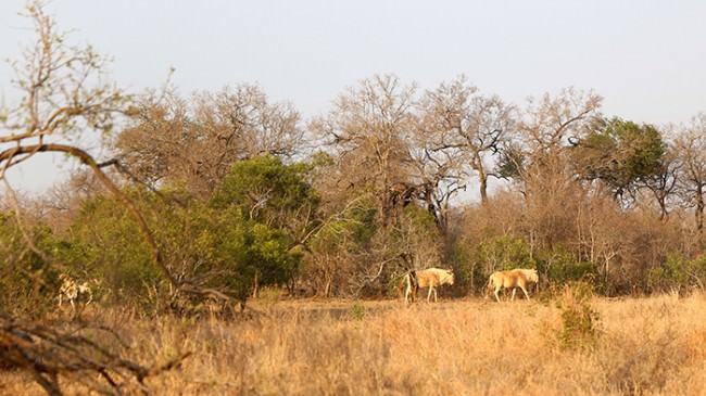 33 Wildlife Photos of Swaziland - David's Been Here