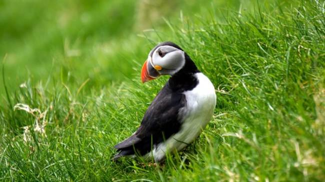 Faroe Islands: The Bird and Nature Lover’s Escape - David's Been Here