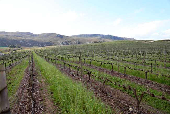 5 Things To See and Do in Hermanus, South Africa - David's Been Here