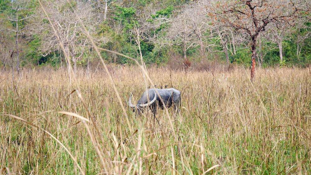 VIDEO: Ultimate Indian Wildlife Safari in Amazing Tiger Reserve | Manas ...