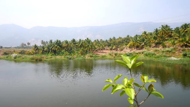 VIDEO: India’s Secret Vineyards in Tamil Nadu + Local Roadside Snacks ...
